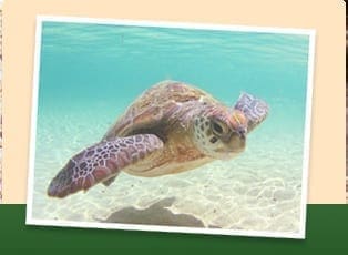 turtle | Australian Wildlife Society