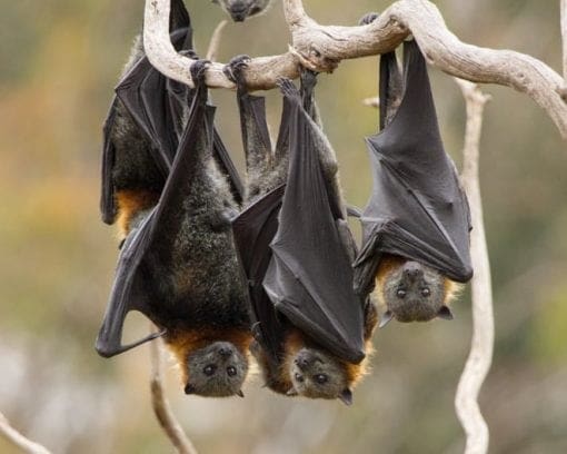 Flying Fox | Australian Wildlife Society