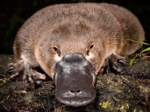 home | Australian Wildlife Society