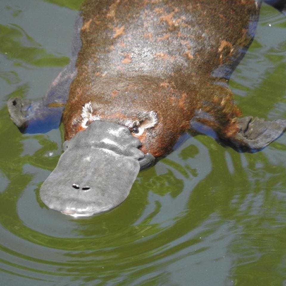 NSW Platypus and Turtle Alliance - Australian Wildlife Society