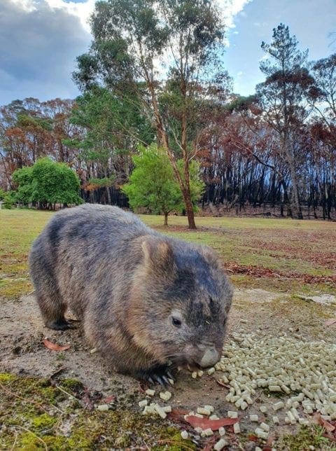 Wildlife affected by fires | Australian Wildlife Society