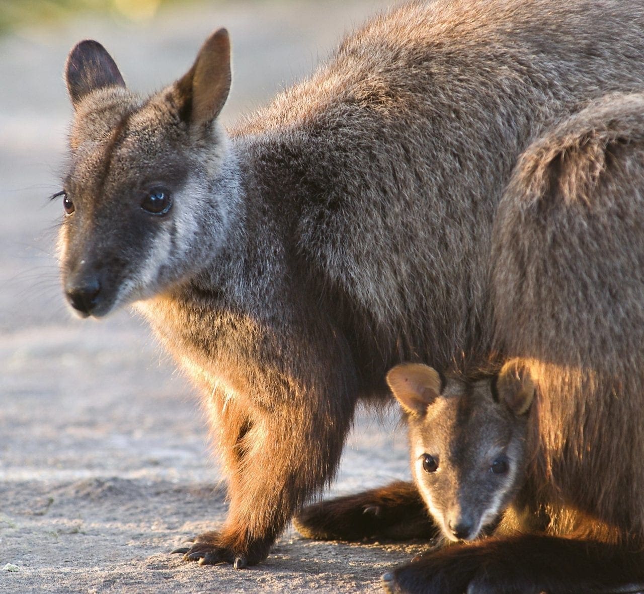 Wildlife affected by fires | Australian Wildlife Society