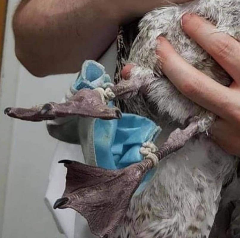 Snip Rings for Wildlife - Australian Wildlife Society