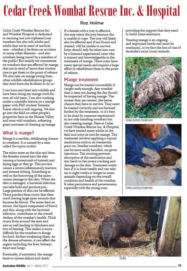 Wombat | Australian Wildlife Society