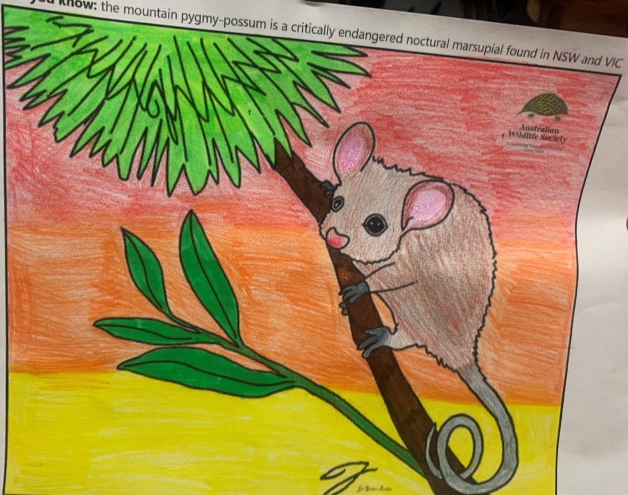 National colouring-in competition - Australian Wildlife Society