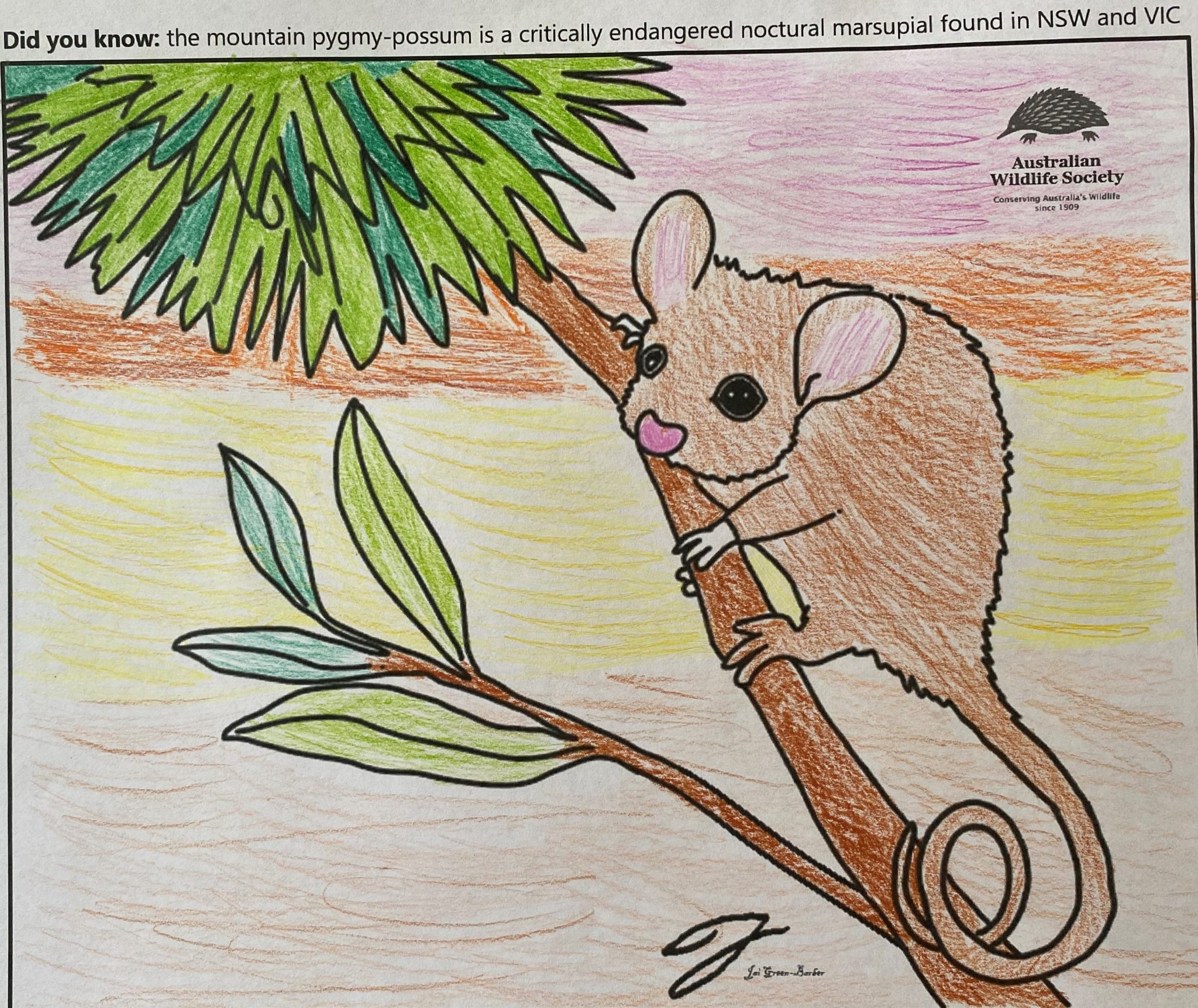 National colouring-in competition | Australian Wildlife Society