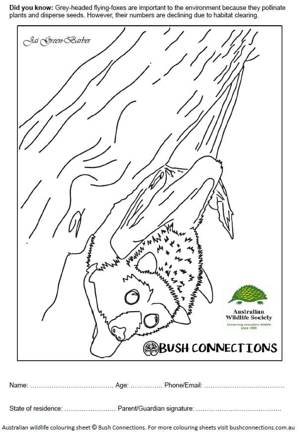 National colouring-in competition - Australian Wildlife Society