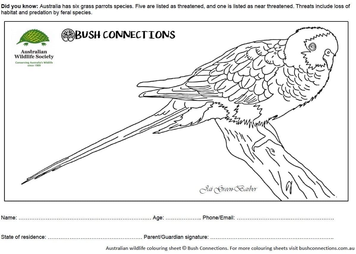 National colouring-in competition - Australian Wildlife Society