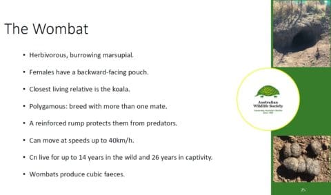 Wombat - Australian Wildlife Society