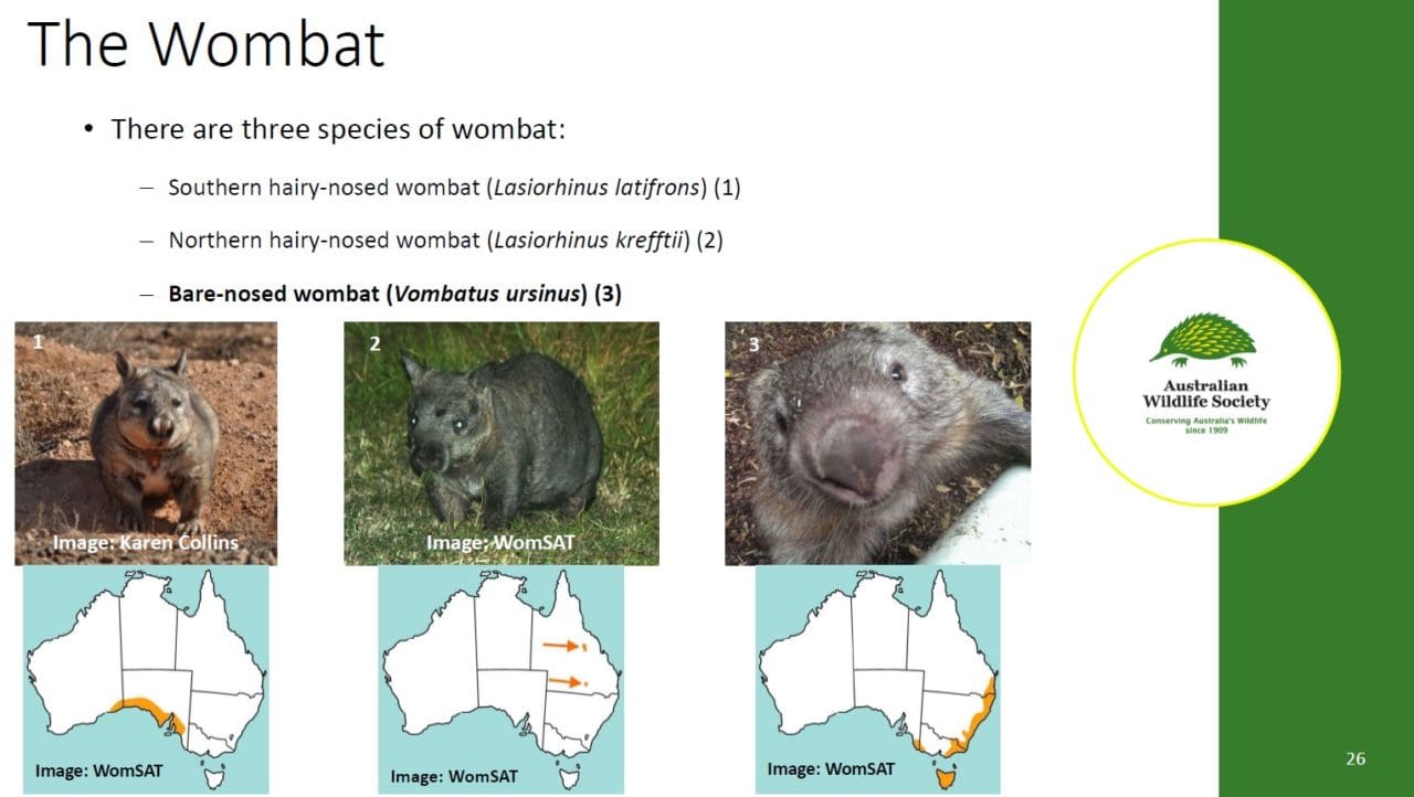 Wombat | Australian Wildlife Society