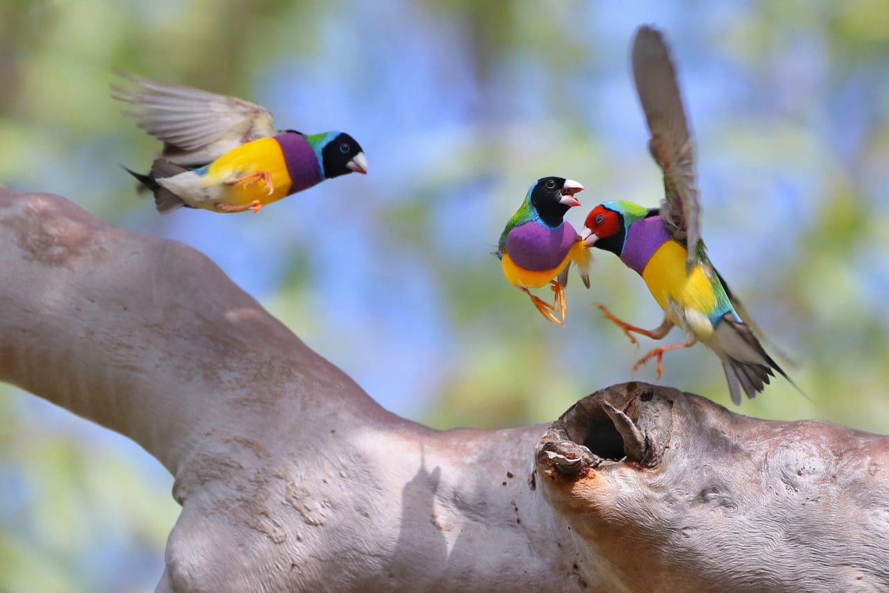 Australian Wildlife Society | Conserving Australia's Wildlife Since 1909