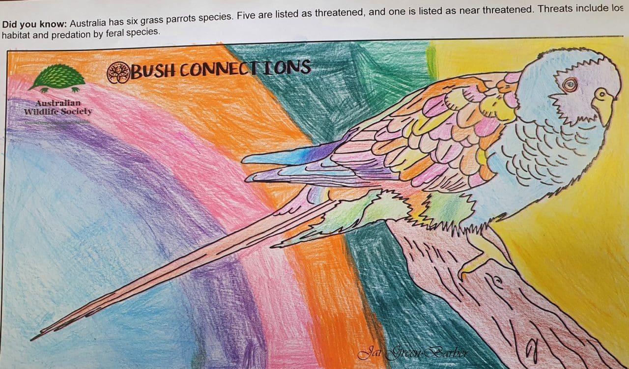 National colouring-in competition | Australian Wildlife Society