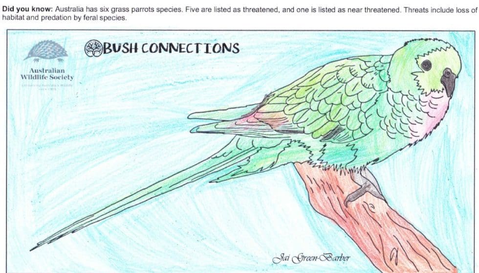 National colouring-in competition | Australian Wildlife Society