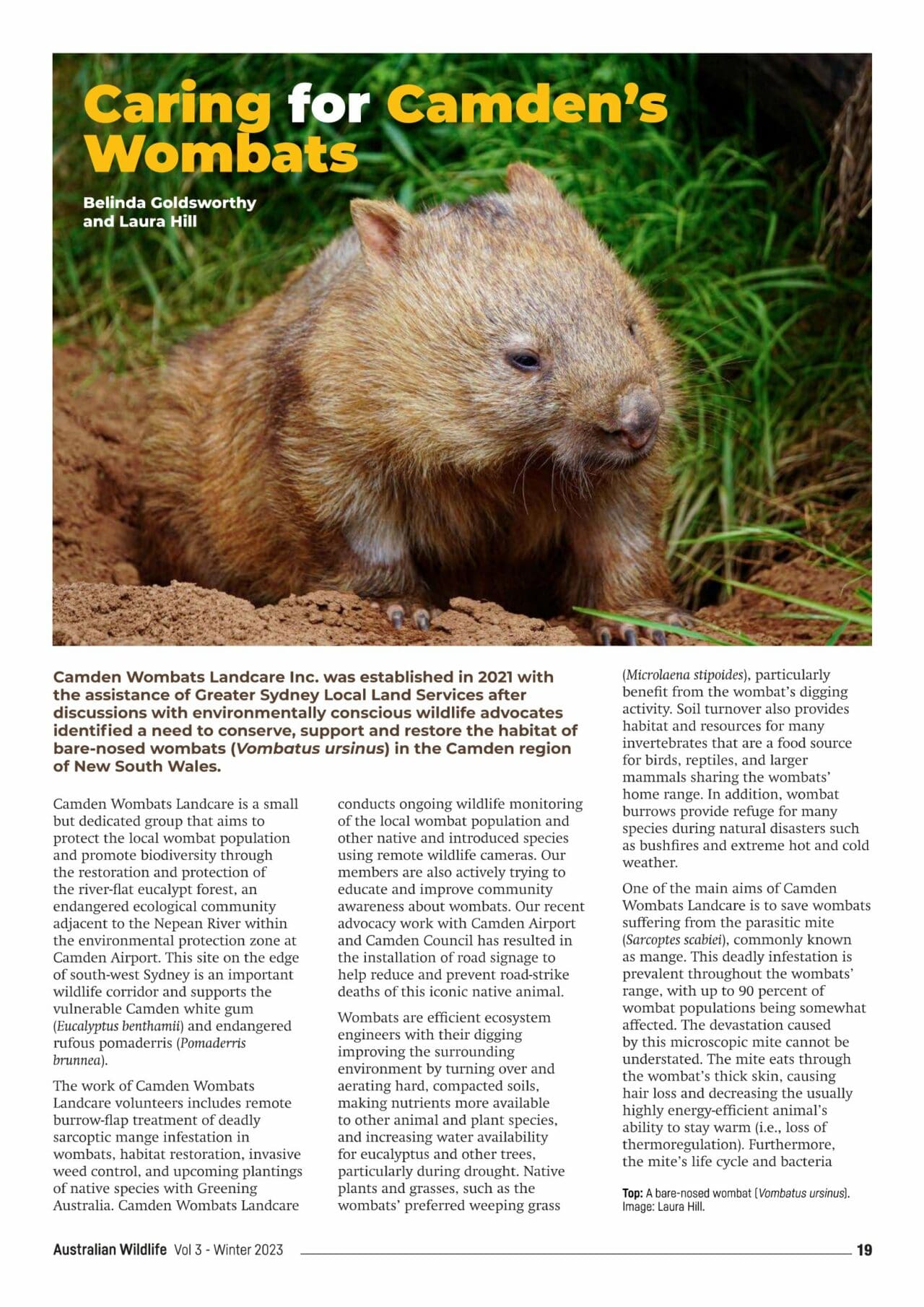 Wombat | Australian Wildlife Society