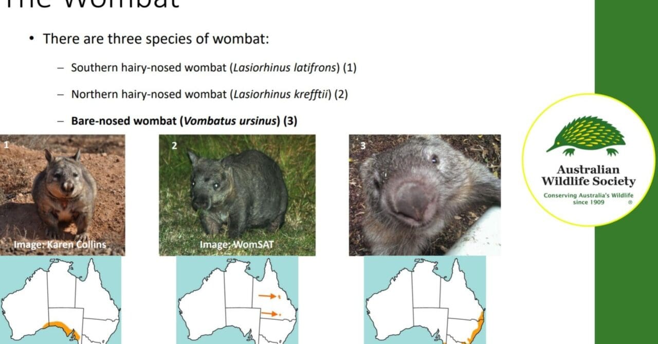 Wombat Australian Wildlife Society