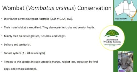 Wombat | Australian Wildlife Society