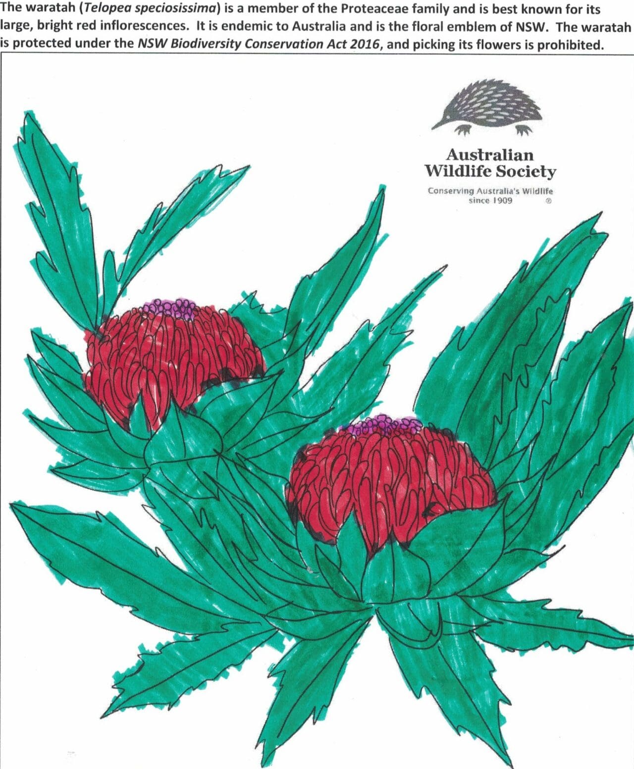 National colouring-in competition | Australian Wildlife Society
