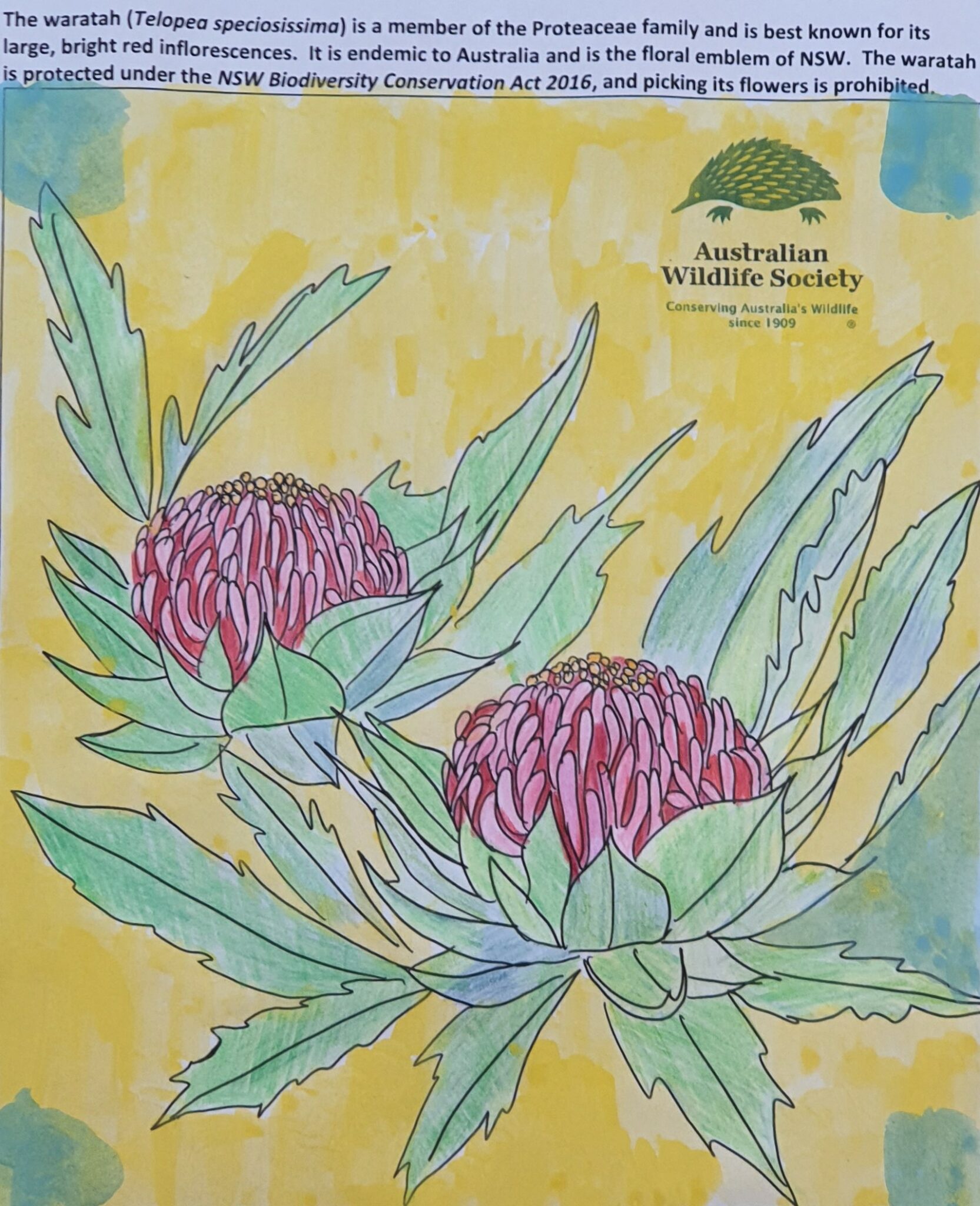 National colouring-in competition | Australian Wildlife Society