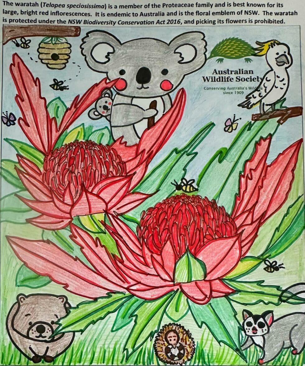 National colouring-in competition | Australian Wildlife Society