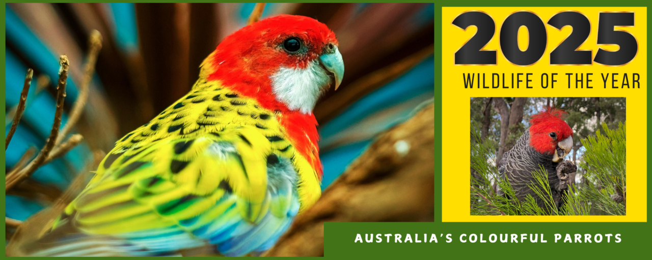 Australian Wildlife Society | Conserving Australia's Wildlife Since 1909